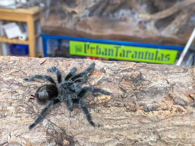 All Tarantulas w/ Inventory| Urban Tarantulas