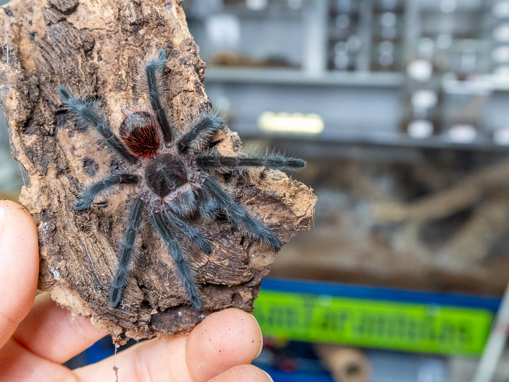 Grammostola actaeon - Brazilian Woolly Tarantula| Urban Tarantulas