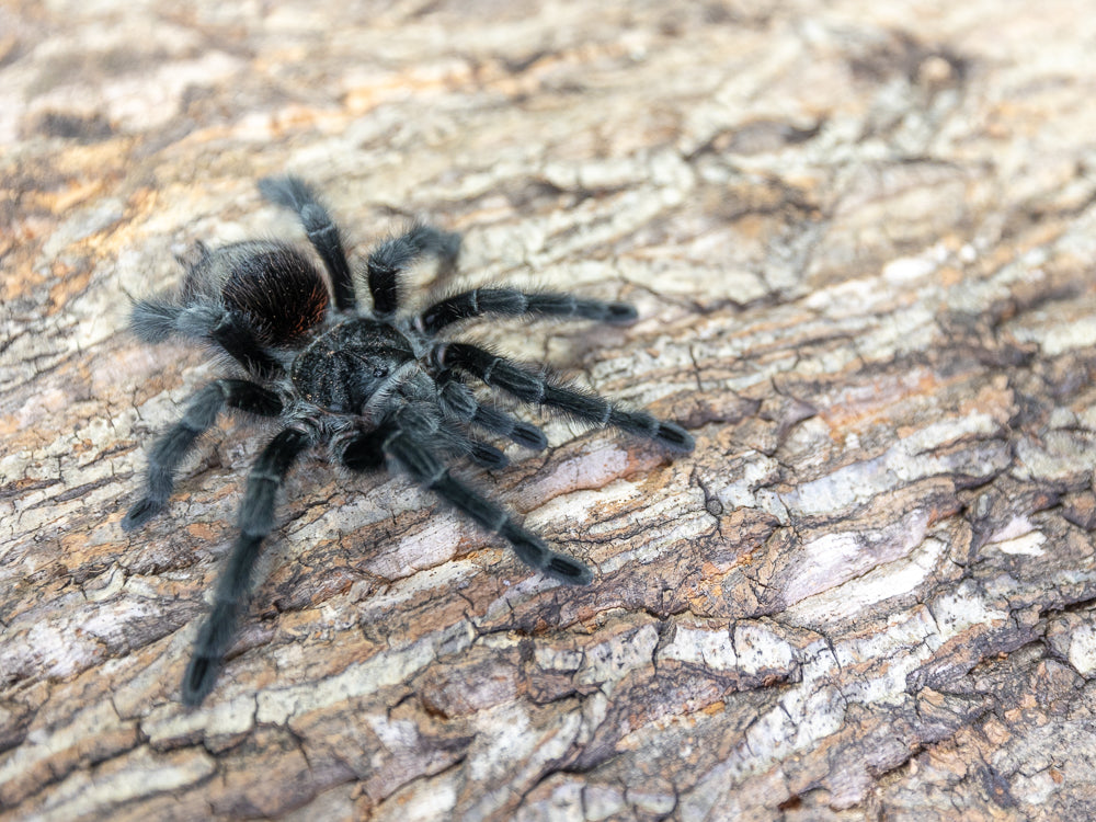 Grammostola actaeon - Brazilian Woolly Tarantula| Urban Tarantulas