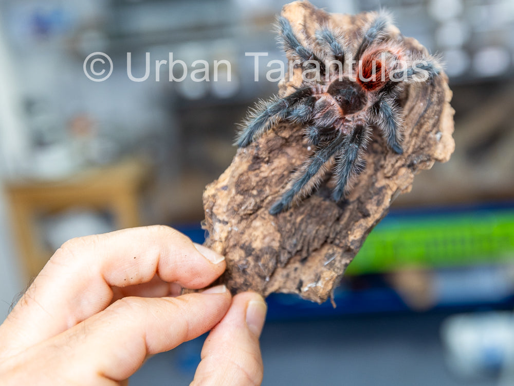 Grammostola iheringi - Entre Rios Tarantula| Urban Tarantulas