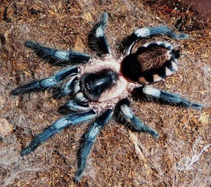 Cyriocosmus ritae – Stunning Peruvian Dwarf Tarantula for Sale| Urban ...