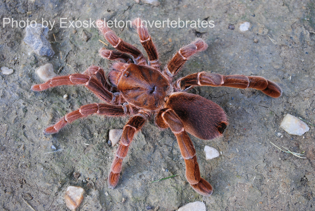 Pelinobius muticus - King Baboon Tarantula| Urban Tarantulas
