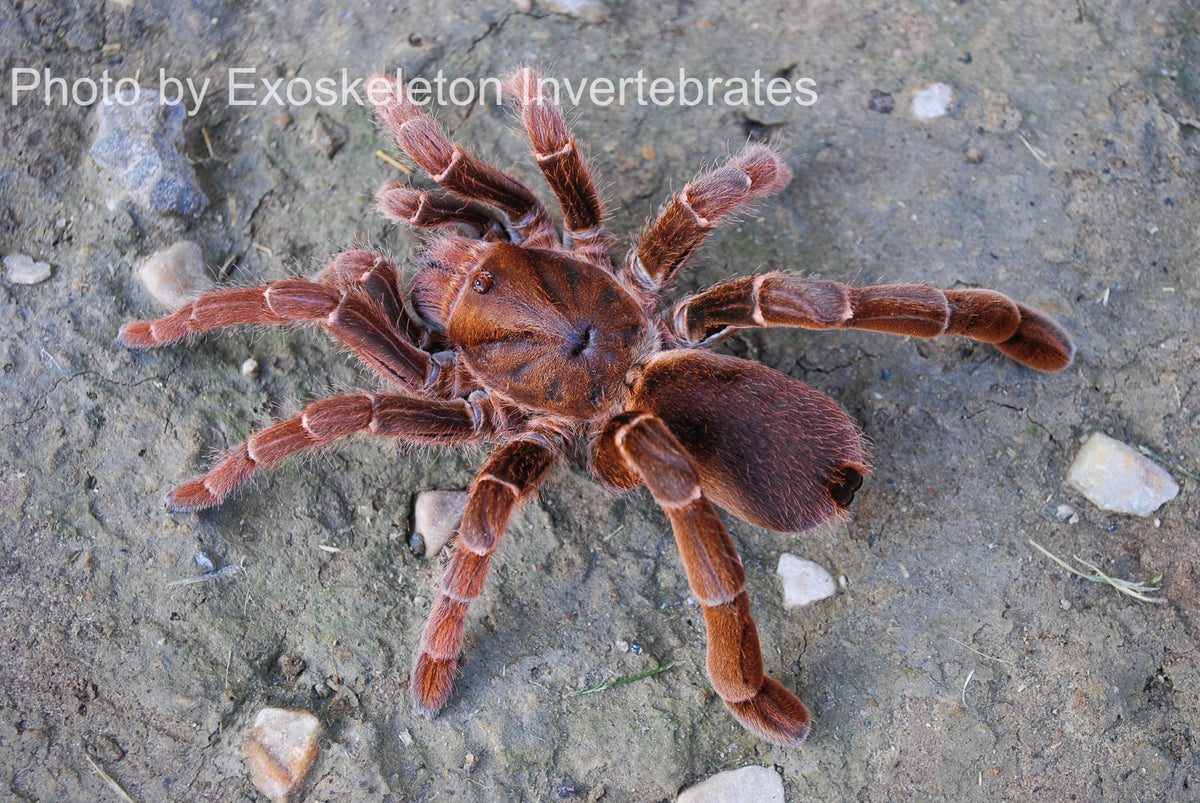 Pelinobius muticus - King Baboon Tarantula| Urban Tarantulas