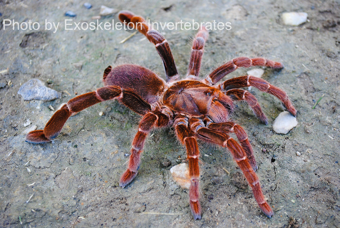 Pelinobius muticus - King Baboon Tarantula| Urban Tarantulas