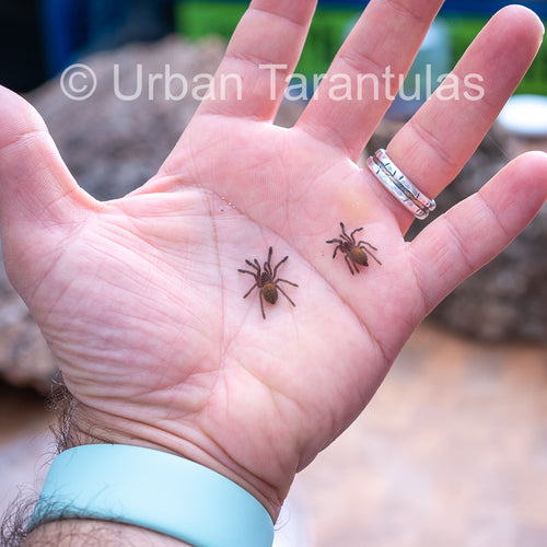 OBT Tarantula - Orange baboon Pterinochilus murinus| Urban Tarantulas