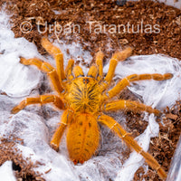 All Tarantulas w/ Inventory| Urban Tarantulas