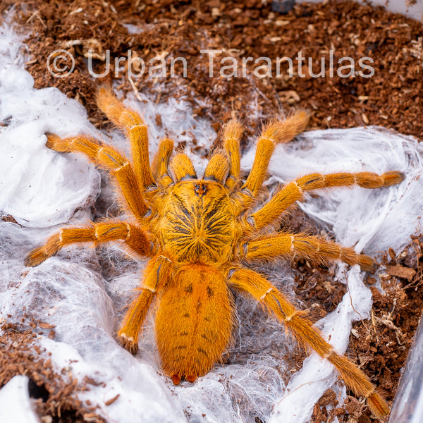 OBT Tarantula - Orange baboon Pterinochilus murinus| Urban Tarantulas