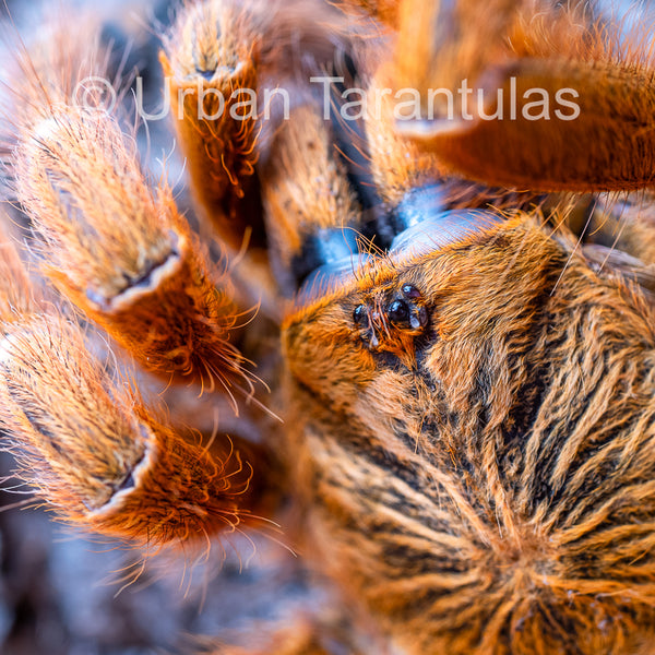 OBT Tarantula - Orange baboon Pterinochilus murinus| Urban Tarantulas