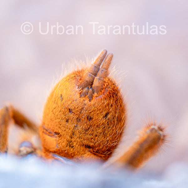 OBT Tarantula - Orange baboon Pterinochilus murinus| Urban Tarantulas