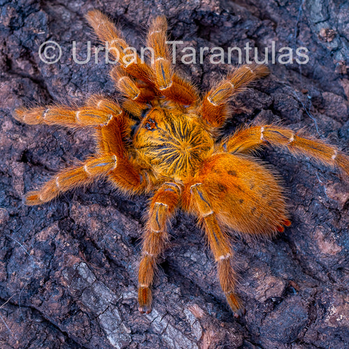 OBT Tarantula - Orange baboon Pterinochilus murinus| Urban Tarantulas