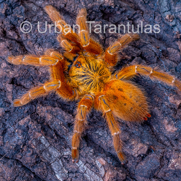 OBT Tarantula - Orange baboon Pterinochilus murinus| Urban Tarantulas