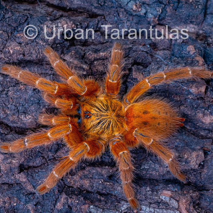 OBT Tarantula - Orange baboon Pterinochilus murinus| Urban Tarantulas