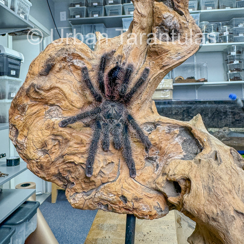 Avicularia jurensis IN STOCK | Buy Jurensis Pinktoe Tarantula| Urban ...