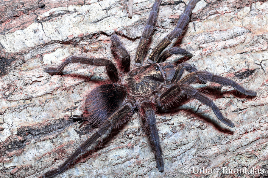 Phormictopus auratus - Golden Cuban Tarantula| Urban Tarantulas