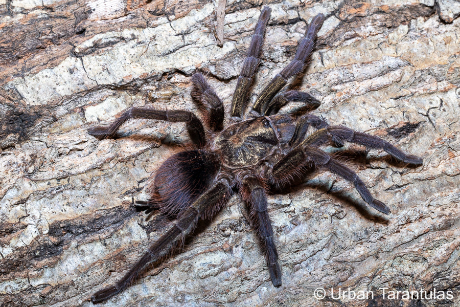 Phormictopus auratus - Golden Cuban Tarantula| Urban Tarantulas
