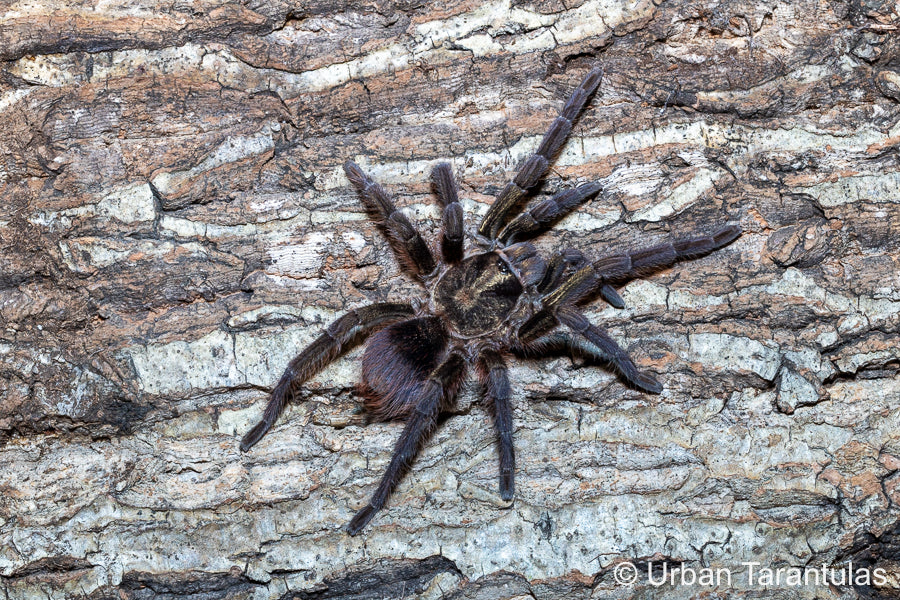 Phormictopus auratus - Golden Cuban Tarantula| Urban Tarantulas