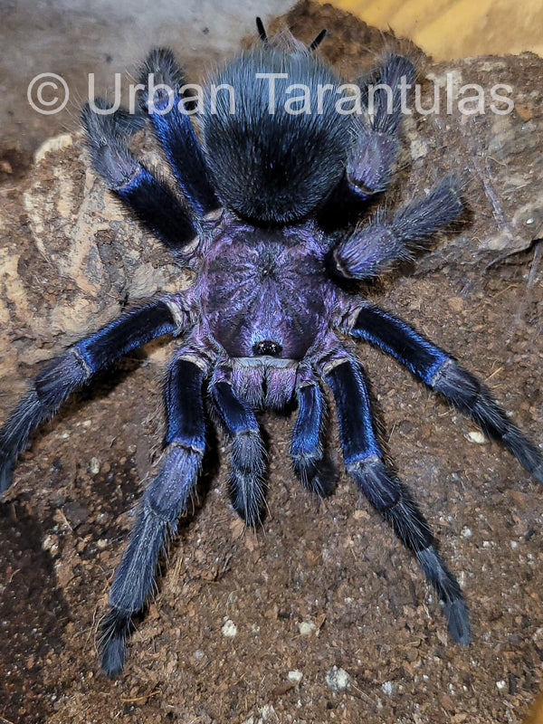 Phormictopus dominican purple tarantula| Urban Tarantulas