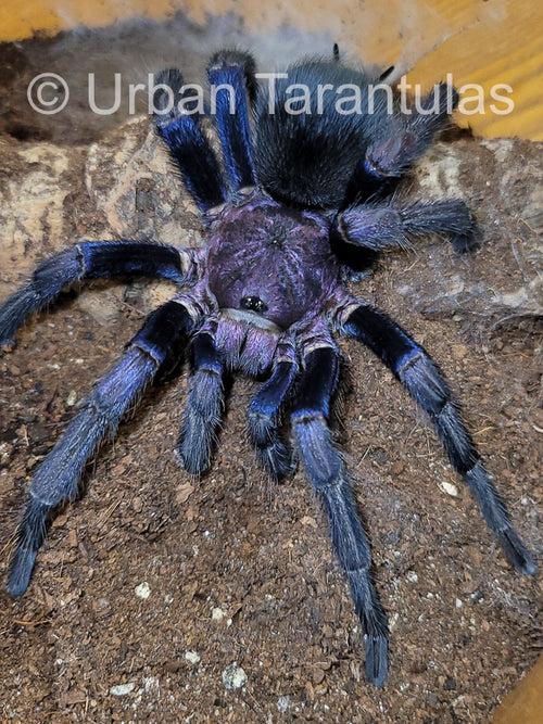 Phormictopus dominican purple tarantula| Urban Tarantulas