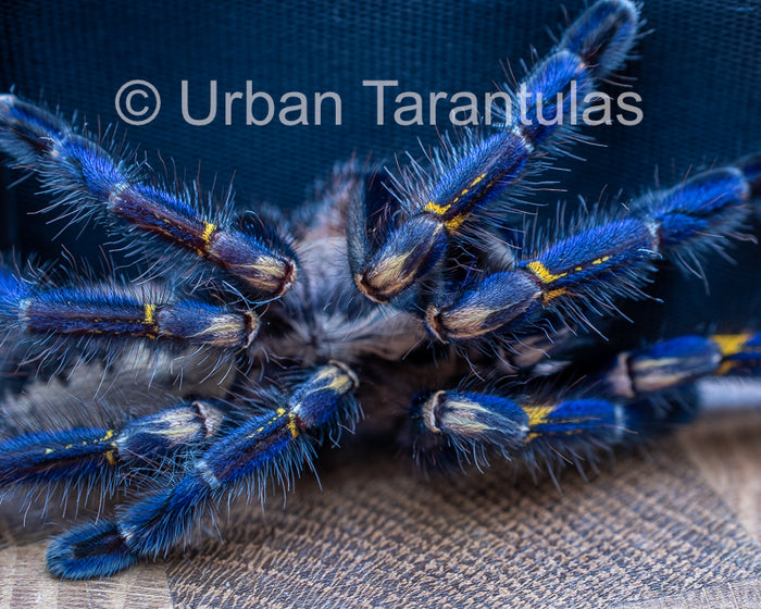 Gooty Sapphire Ornamental Tarantula for Sale | Poecilotheria metallica ...