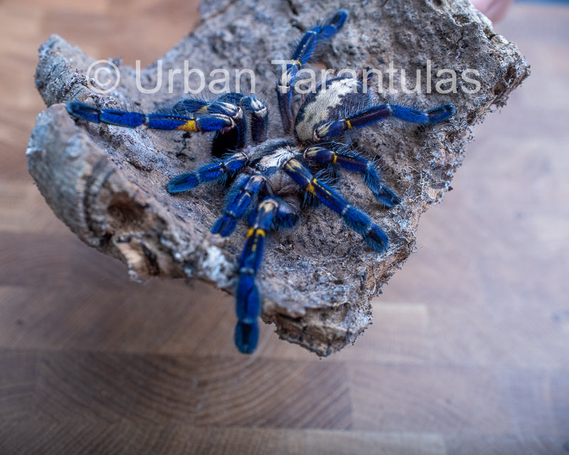 Gooty Sapphire Ornamental Tarantula for Sale | Poecilotheria metallica ...