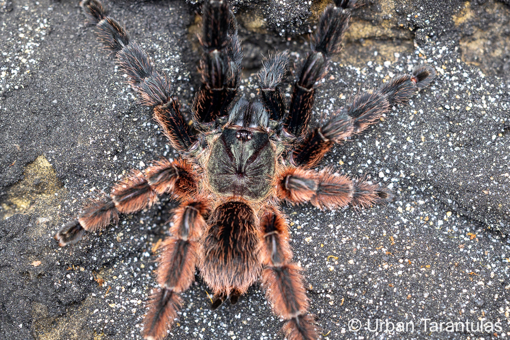 Buy the Psalmopoeus victori Tarantula | Darth Maul Mexican Half & Half ...