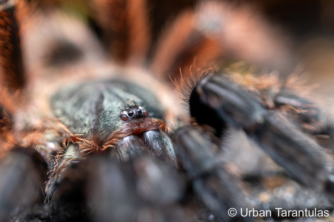 Buy the Psalmopoeus victori Tarantula | Darth Maul Mexican Half & Half ...