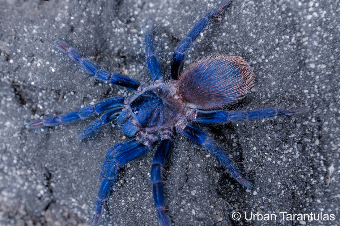 pterinopelma sazimai - The Brazilian Blue Beauty| Urban Tarantulas