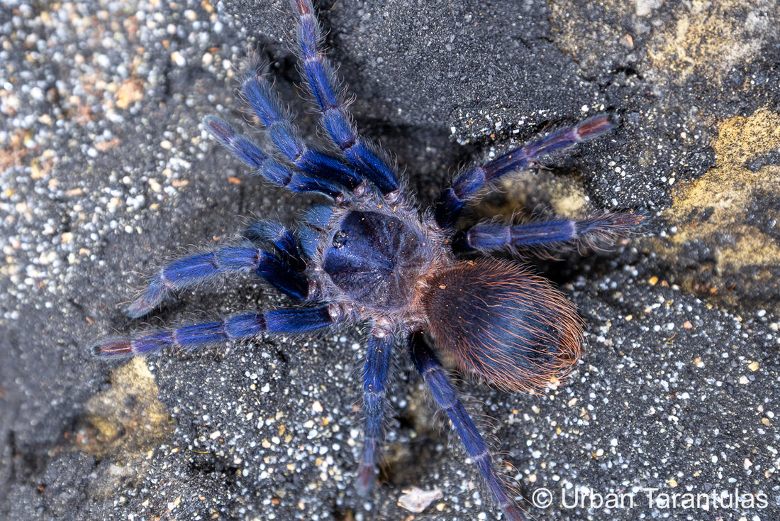 pterinopelma sazimai - The Brazilian Blue Beauty| Urban Tarantulas