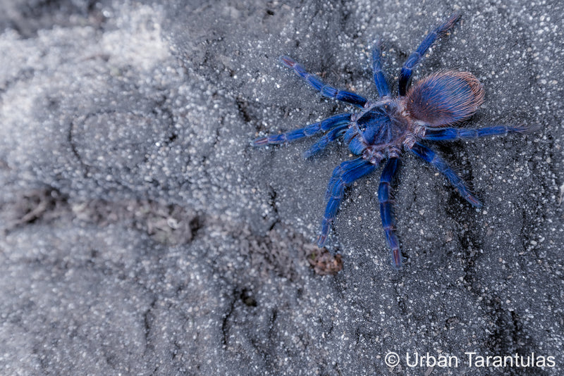 Pterinopelma sazimai Brazilian Blue Beauty Tarantula| Urban Tarantulas