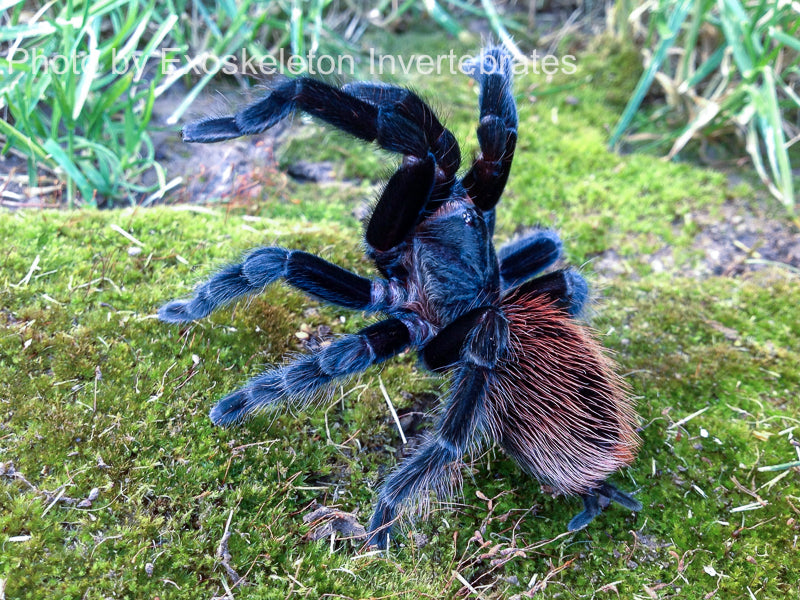 Tliltocatl vagans - Mexican Redrump Tarantula| Urban Tarantulas