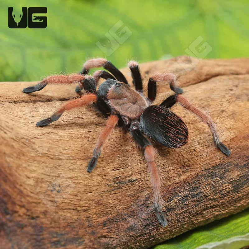 Best Beginner Tarantula | Mexican Blood-Leg (Aphonopelma bicoloratum ...