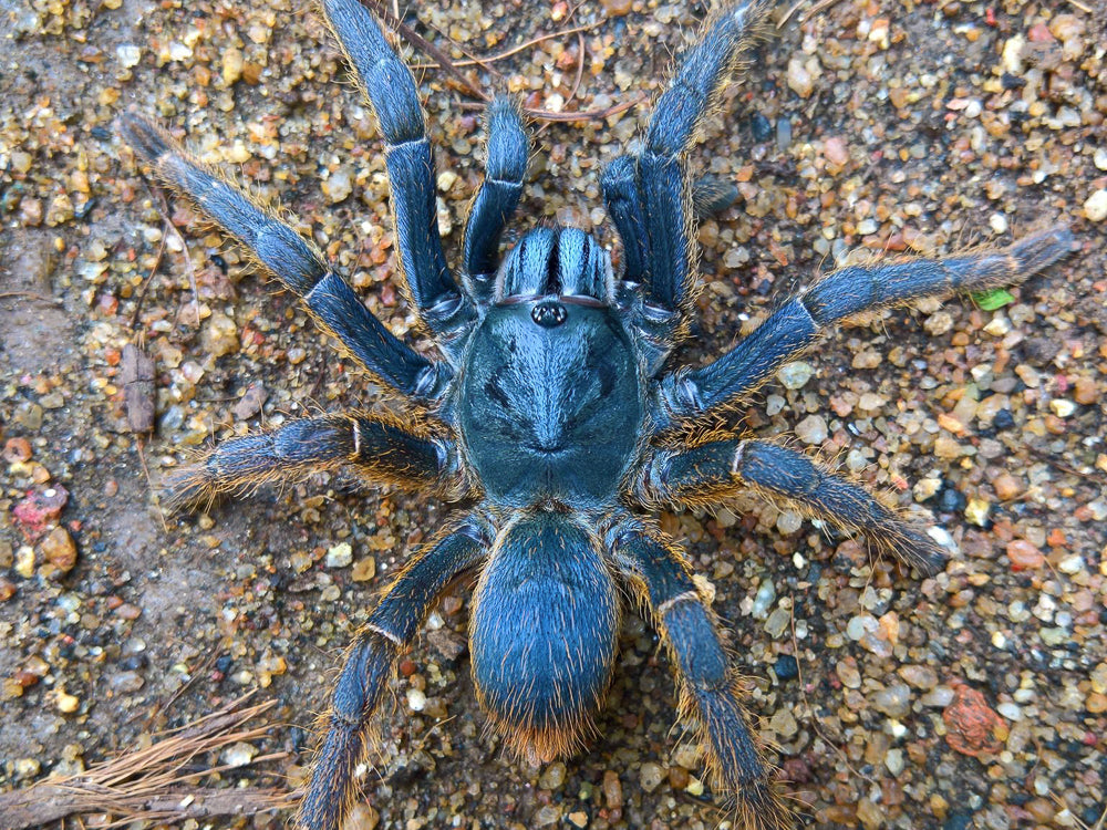 Ornithoctoninae sp. Vietnam Silver | Earth Tiger Tarantula BUY NOW ...