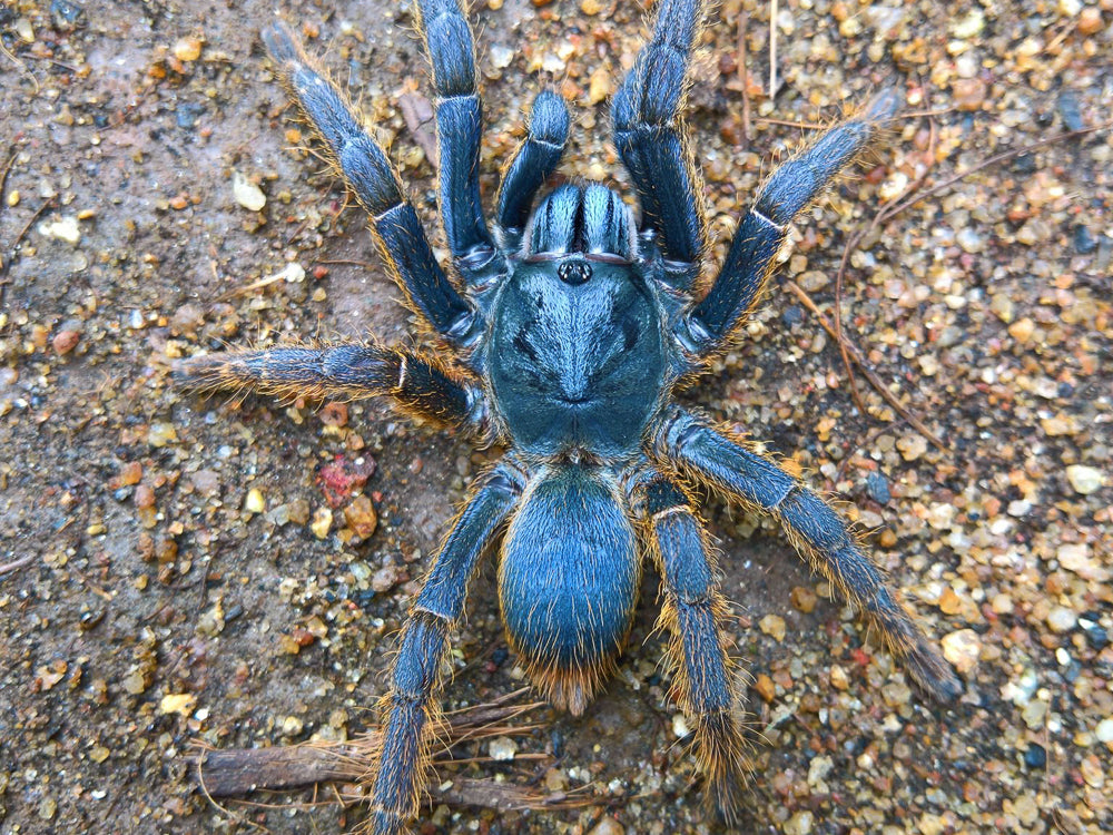Ornithoctoninae sp. Vietnam Silver | Metallic Earth Tiger Tarantula ...