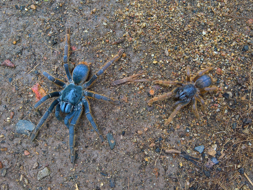 Ornithoctoninae sp. Vietnam Silver | Earth Tiger Tarantula BUY NOW ...