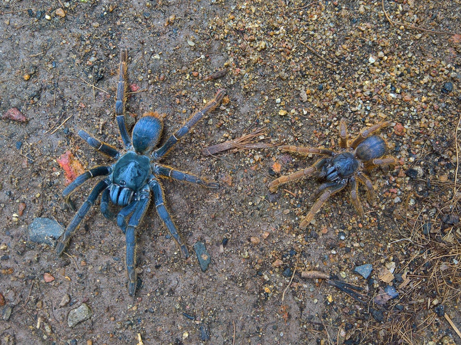 Ornithoctoninae sp. Vietnam Silver | Metallic Earth Tiger Tarantula ...