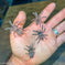 M. Balfouri Communal Tarantulas for sale SHIPPING IN USA – Urban Tarantulas