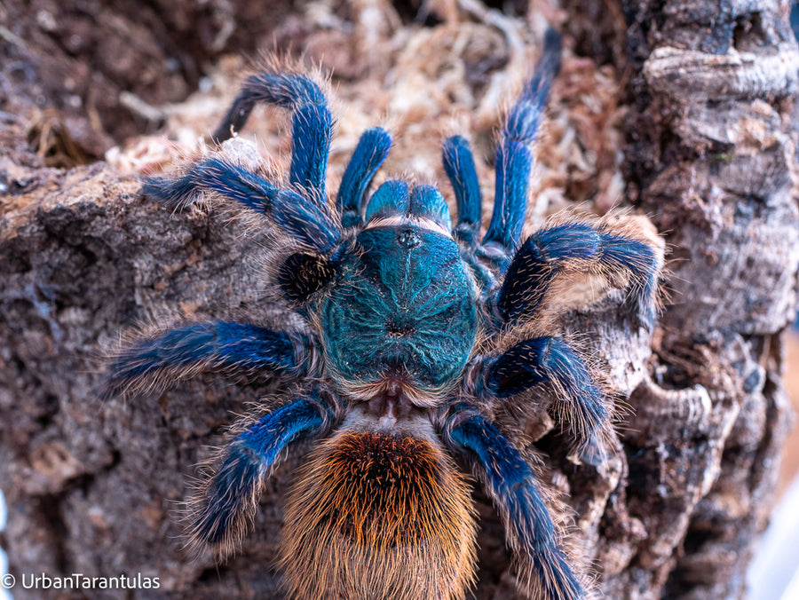 Green Bottle Blue Tarantula for Sale – Vibrant & Easy to Keep GBB ...