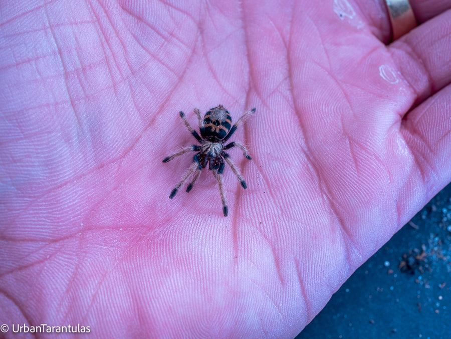 Green Bottle Blue Tarantula for Sale – Vibrant & Easy to Keep GBB ...
