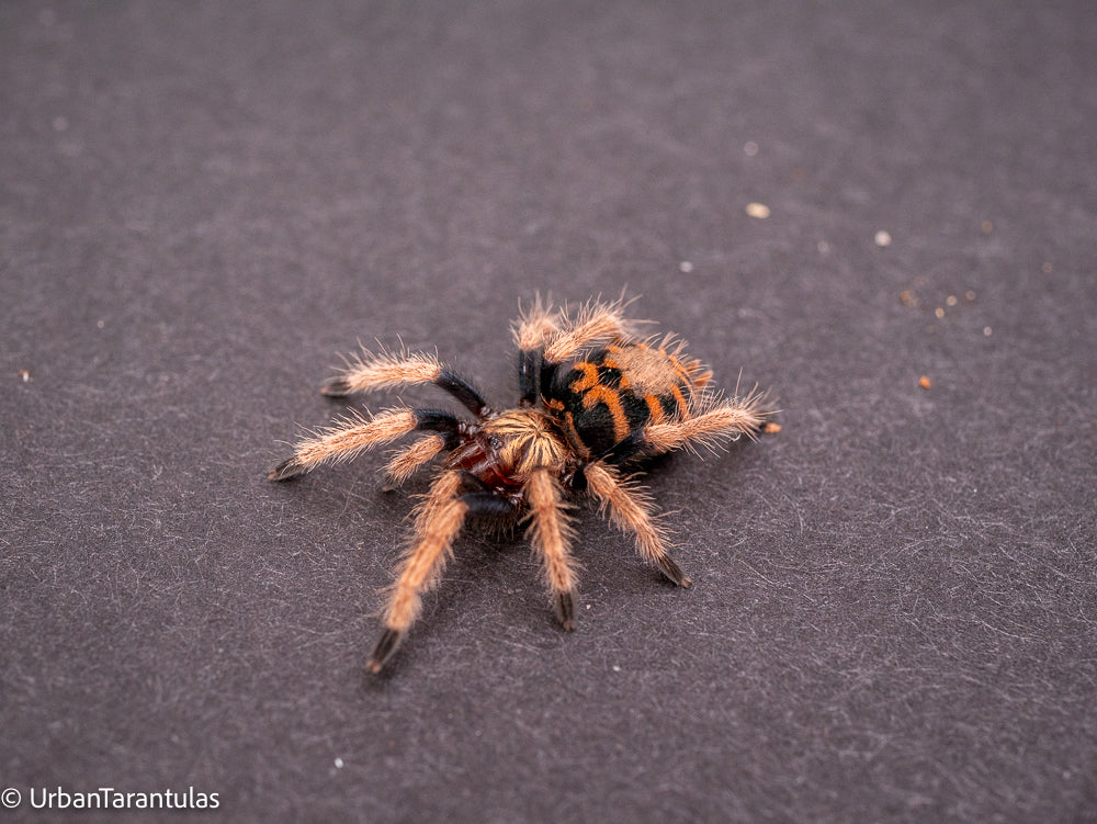 SALE Greenbottle Blue Tarantula - Chromatopelma cyanapubescense FOR ...