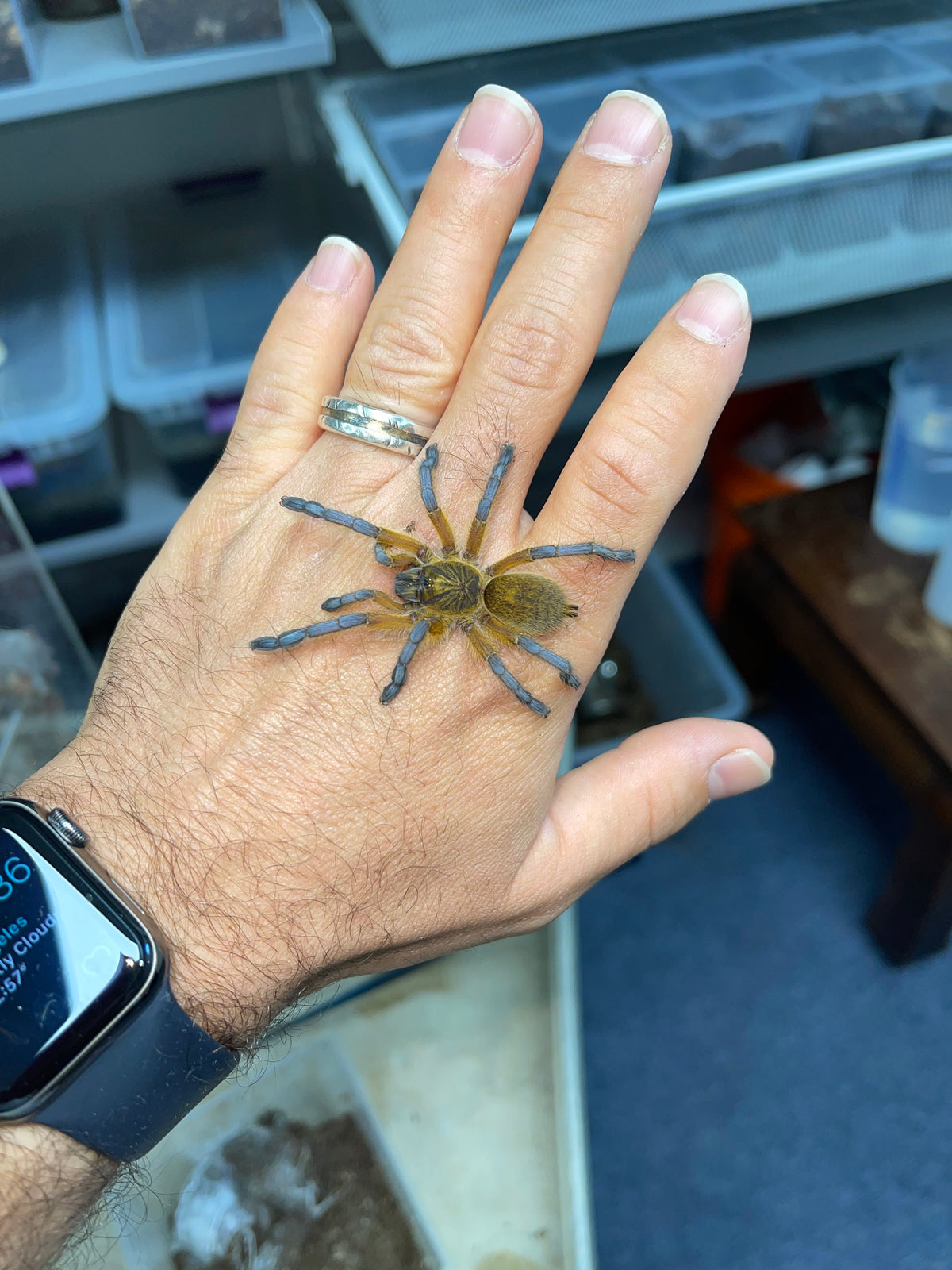 Harpactira pulchripes for Sale – Golden Blue Leg Baboon Tarantula ...