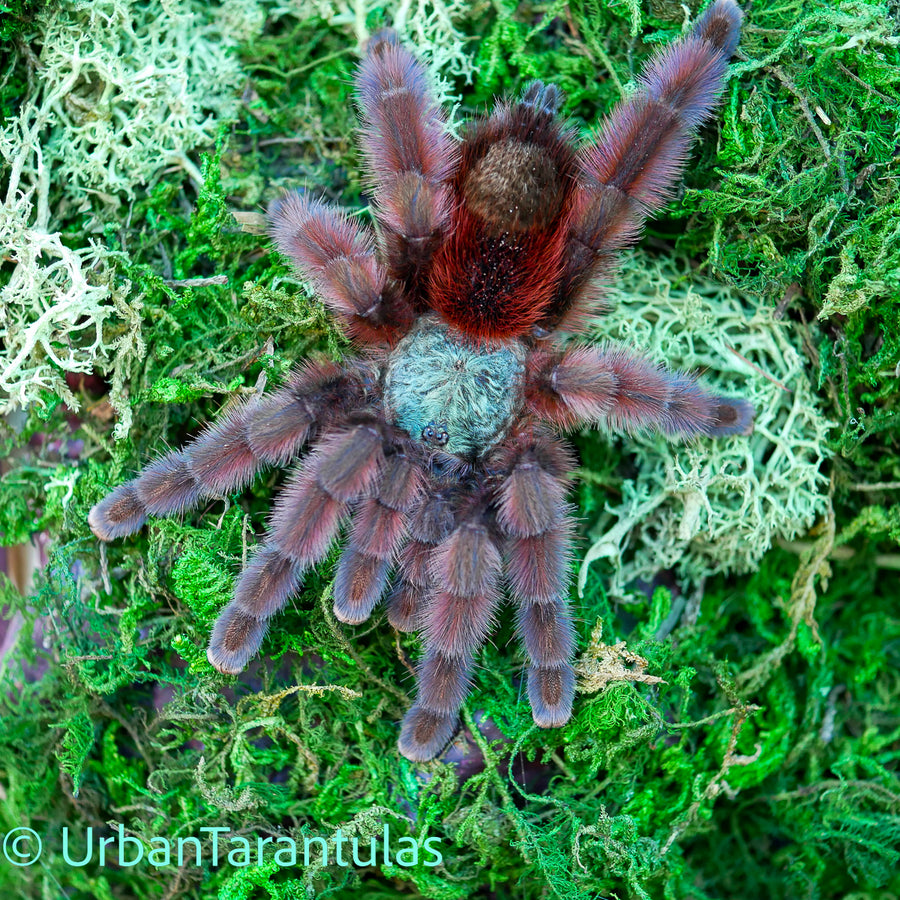 Caribena versicolor for Sale – Stunning Antilles Pinktoe Tarantula ...