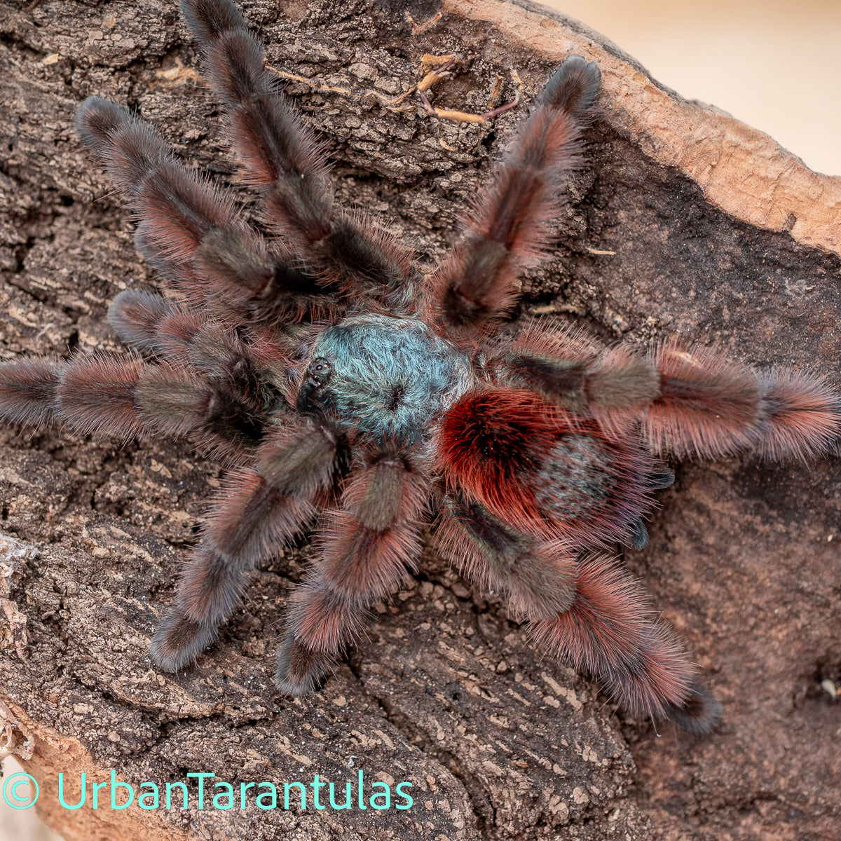 Caribena versicolor for Sale – Stunning Antilles Pinktoe Tarantula ...