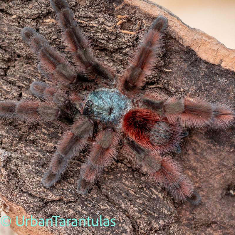 Caribena versicolor for Sale – Stunning Antilles Pinktoe Tarantula BUY ...